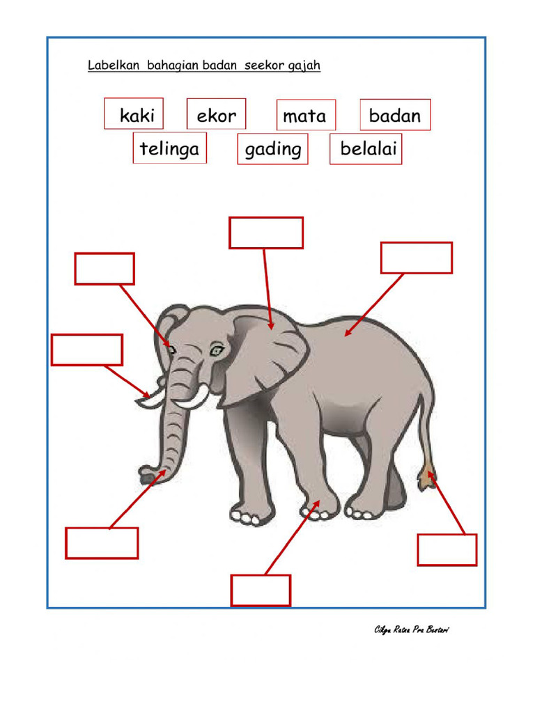 Bagian Tubuh Gajah | PDF