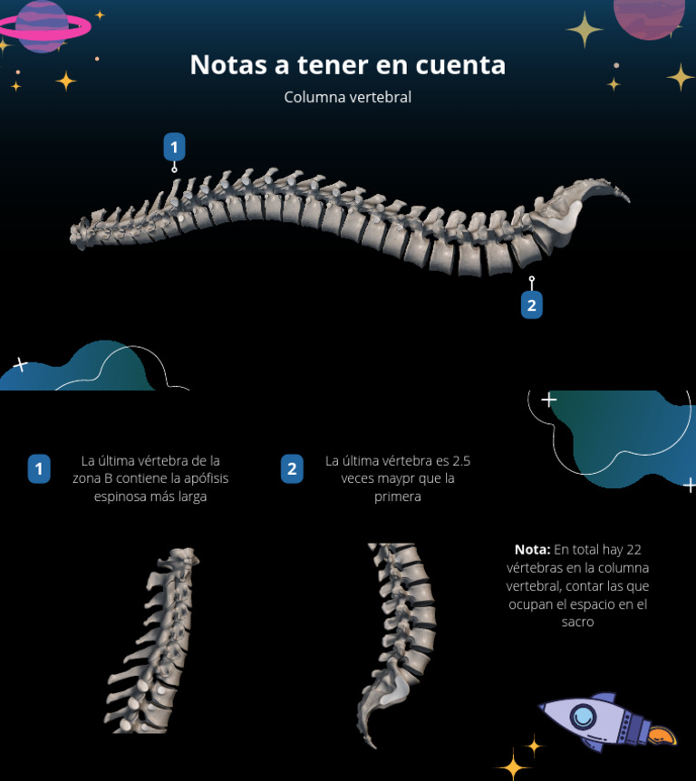 Partes de La Columna Vertebral | PDF