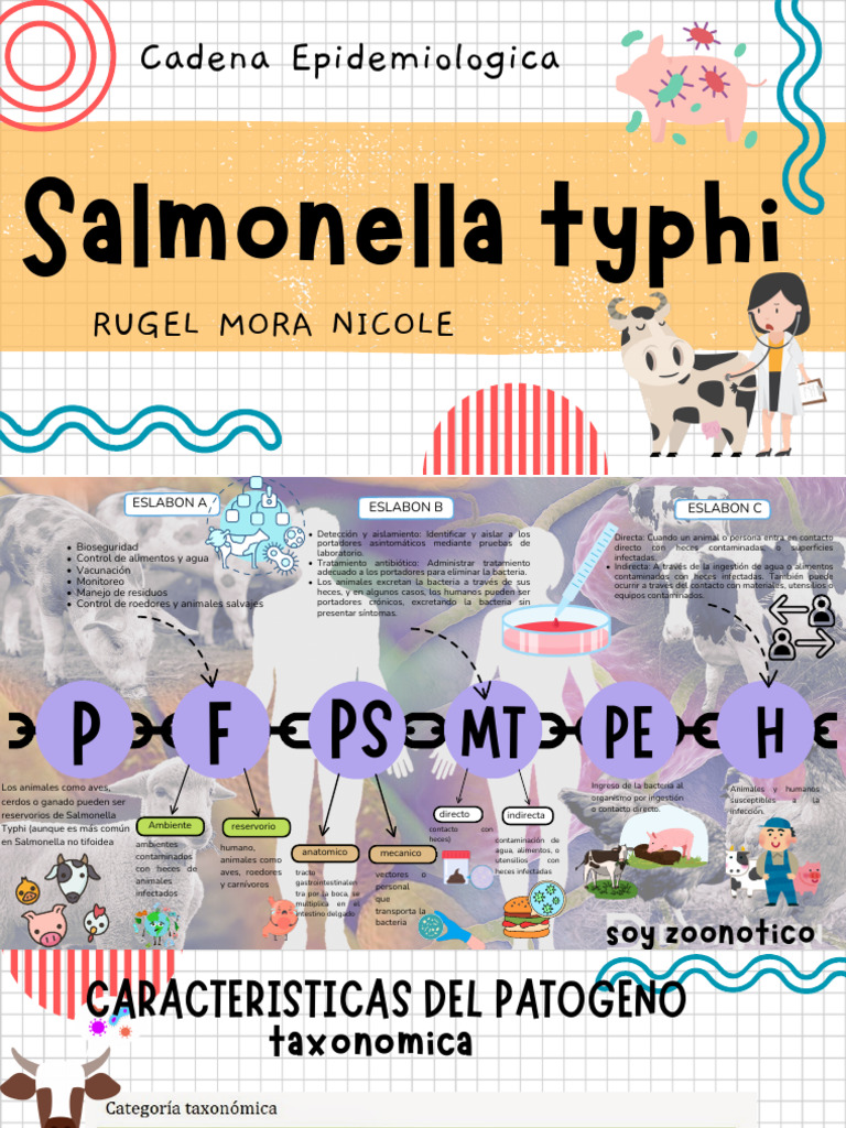 Salmonella Typhi | PDF | Sistema inmune | Salmonela