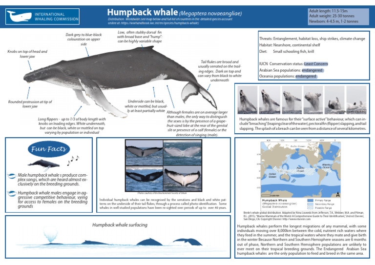 Humpback Whale A4 Fact Sheet | PDF | Whales | Marine Vertebrates
