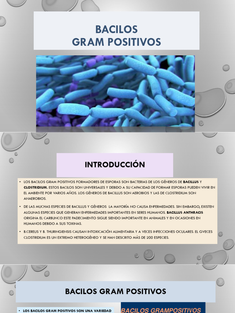 bacilos_GRAM_positivos 2 | PDF | Bacilo | Ántrax