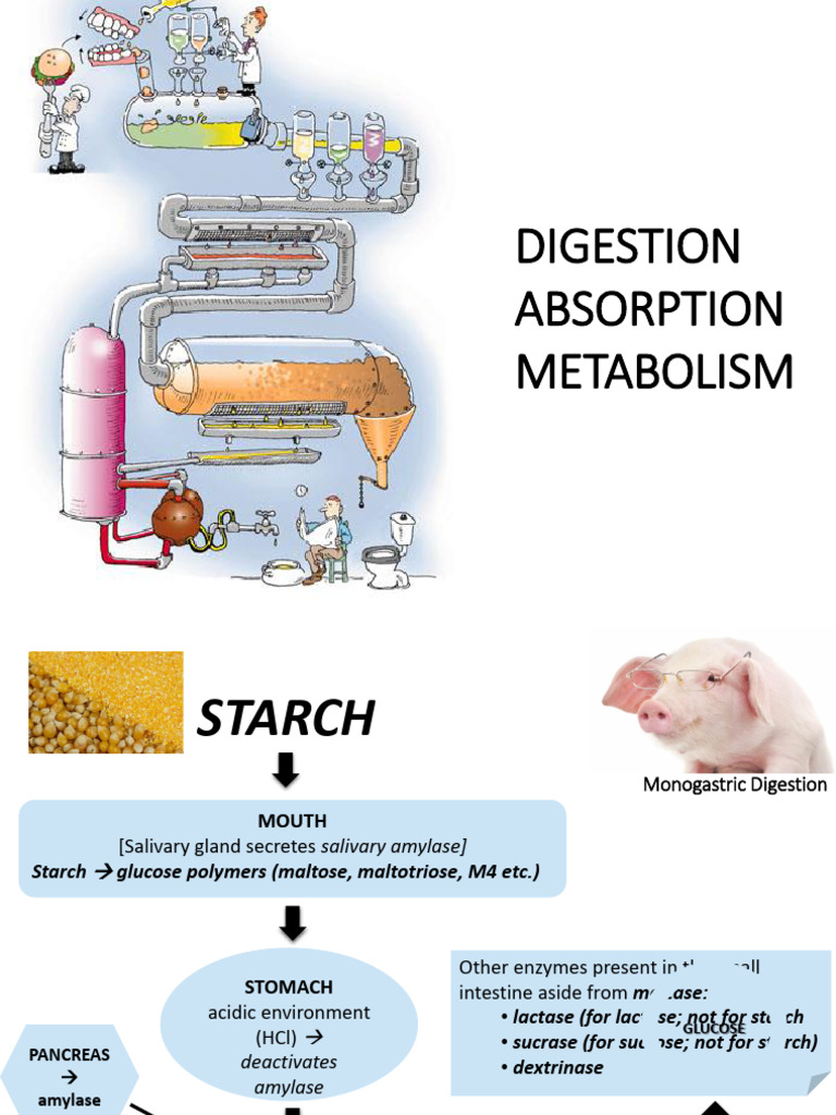 AGRI 21-Animal Nutrition (Nutrient Digestion and Metabolism) | PDF ...