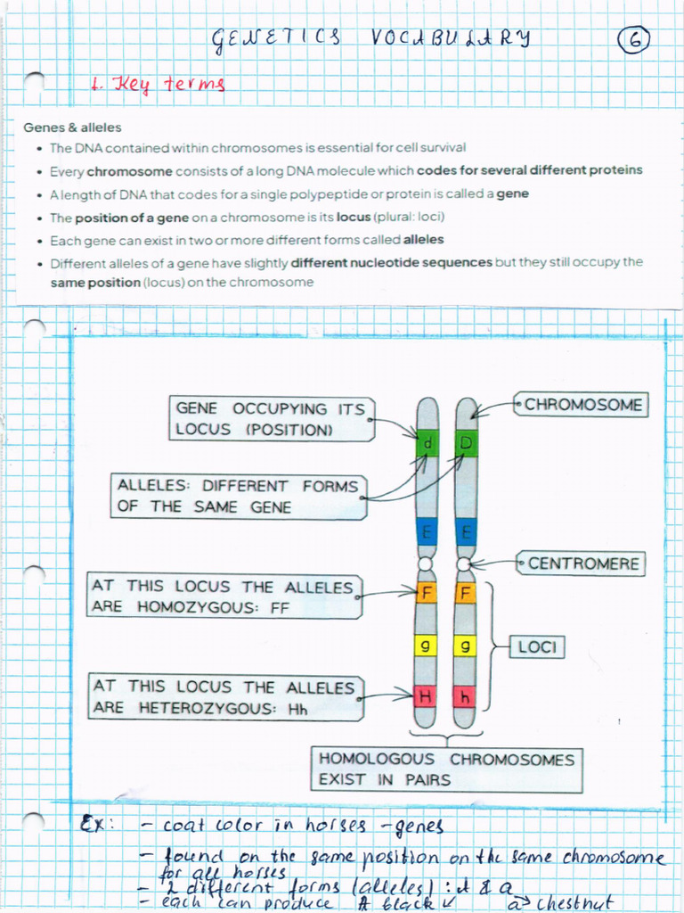 Netics | PDF | Allele | Zygosity