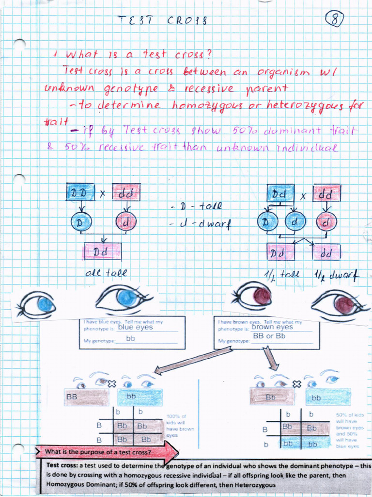 Understanding Test Crosses in Genetics | PDF | Dominance (Genetics ...