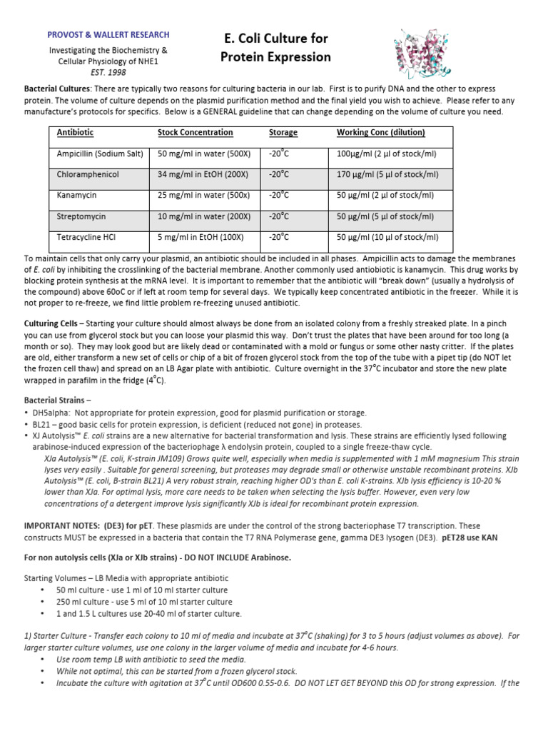 E. Coli Protein Expression Protocol | PDF | Lysis | Bacteriophage