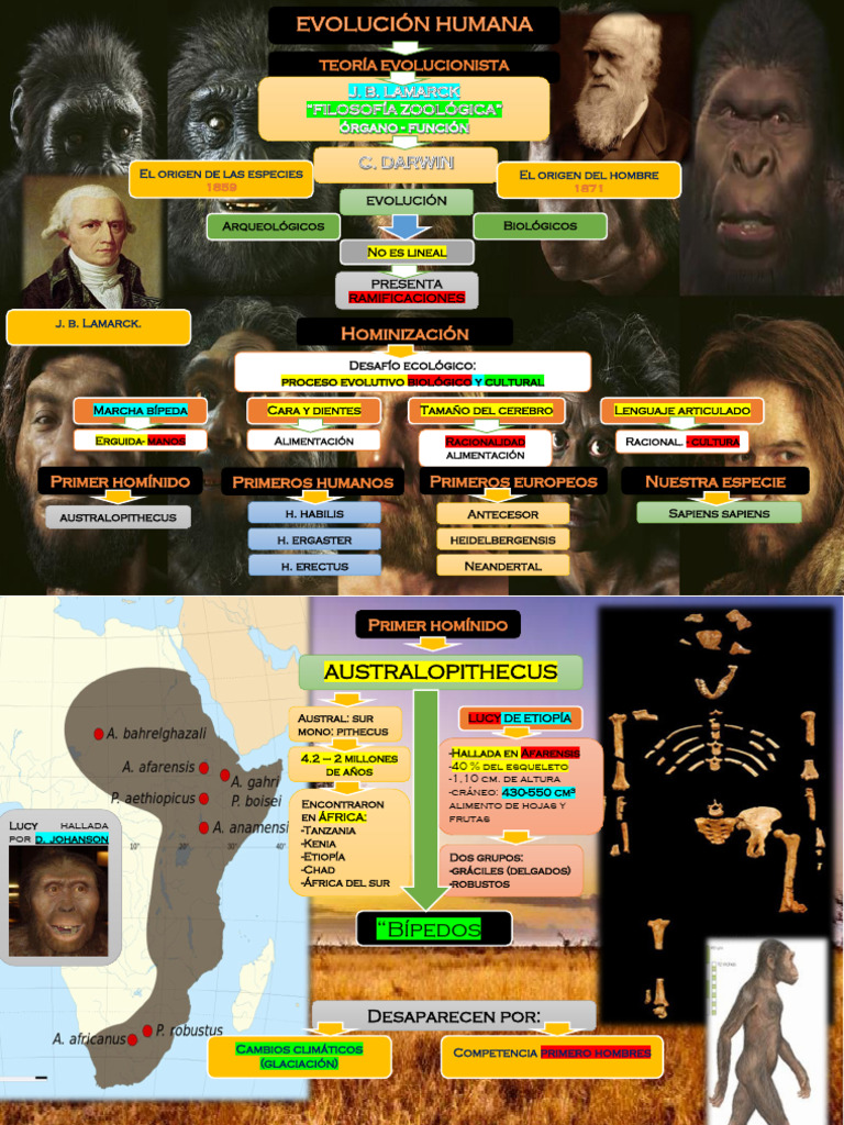 Evolución Humana | PDF | Evolución de los primates | Antropologia Biologica