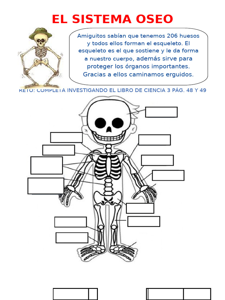 El Sistema óseo Para Tercer Grado De Primaria Pdf Hueso Articulación