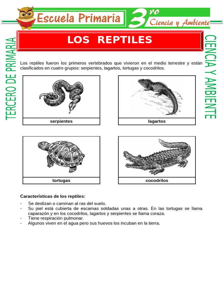 Los-Reptiles-para-Tercero-de-Primaria | PDF | Reptil | Tortuga
