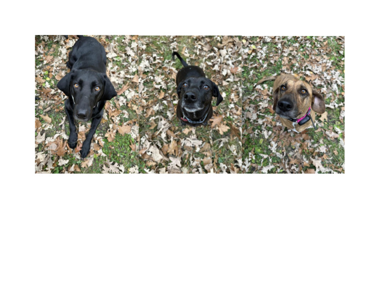 Dawgs | PDF