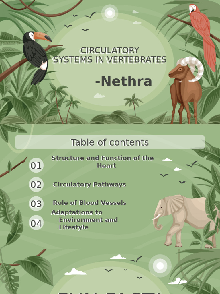 Circulatory System in Animals | PDF | Heart | Blood