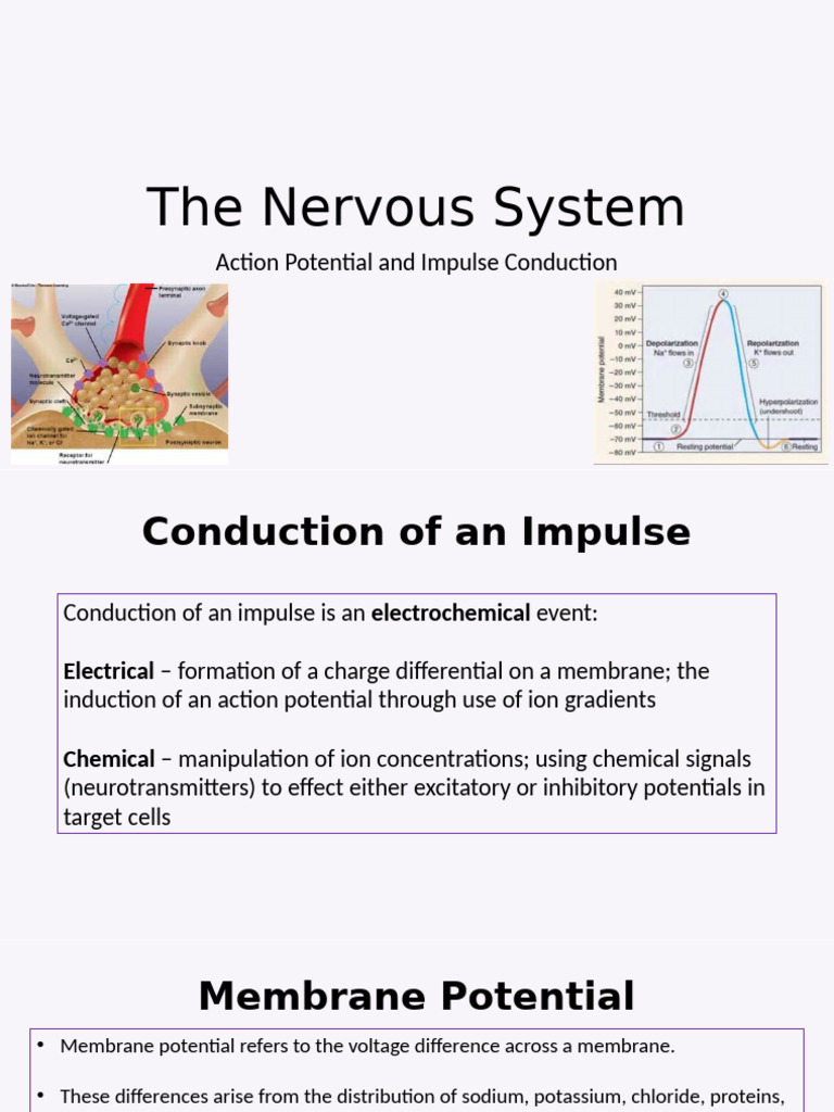 Bio 221 Lecture 14 The Nervous System Conduction | PDF | Chemical ...