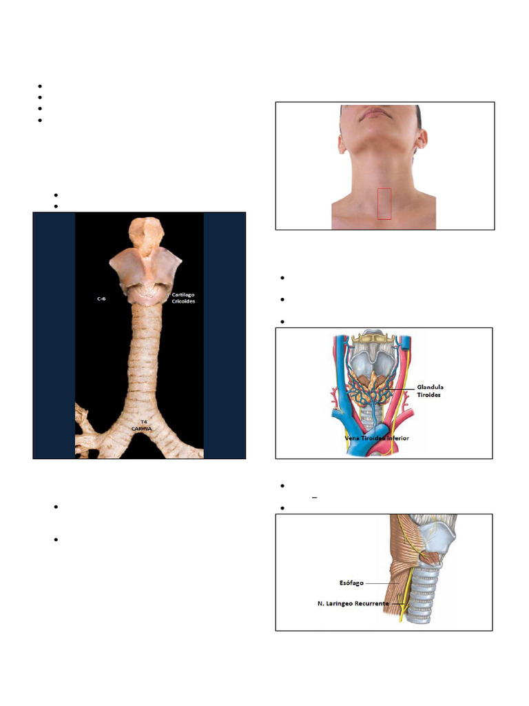 Traquea | PDF | Laringe | Tórax (anatomía humana)