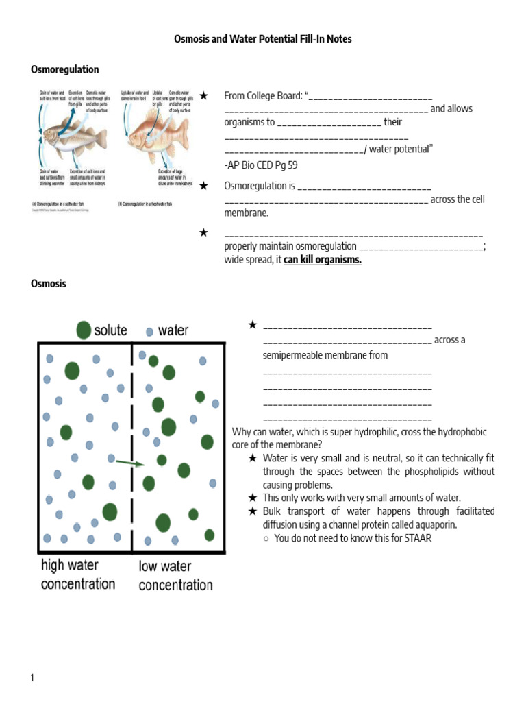 Osmosis and Water Potential Fill-In Notes | PDF | Osmosis | Applied And ...