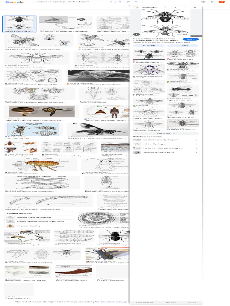 Chrysops Morphology Labelled Diagram - Google Search | PDF | Insects ...