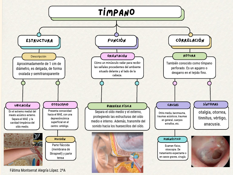 Tímpano | PDF | Oído | Sistema Auditorio
