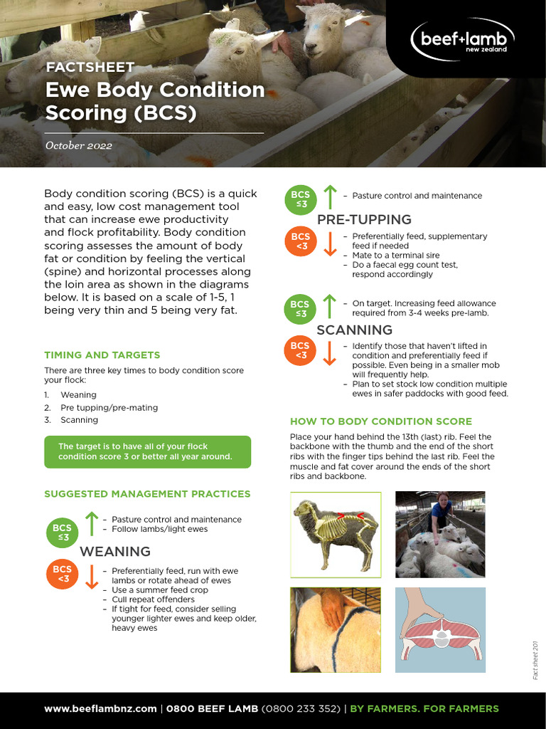 Ewe Body Condition Scoring Bcs Factsheet | PDF | Sheep | Ovis