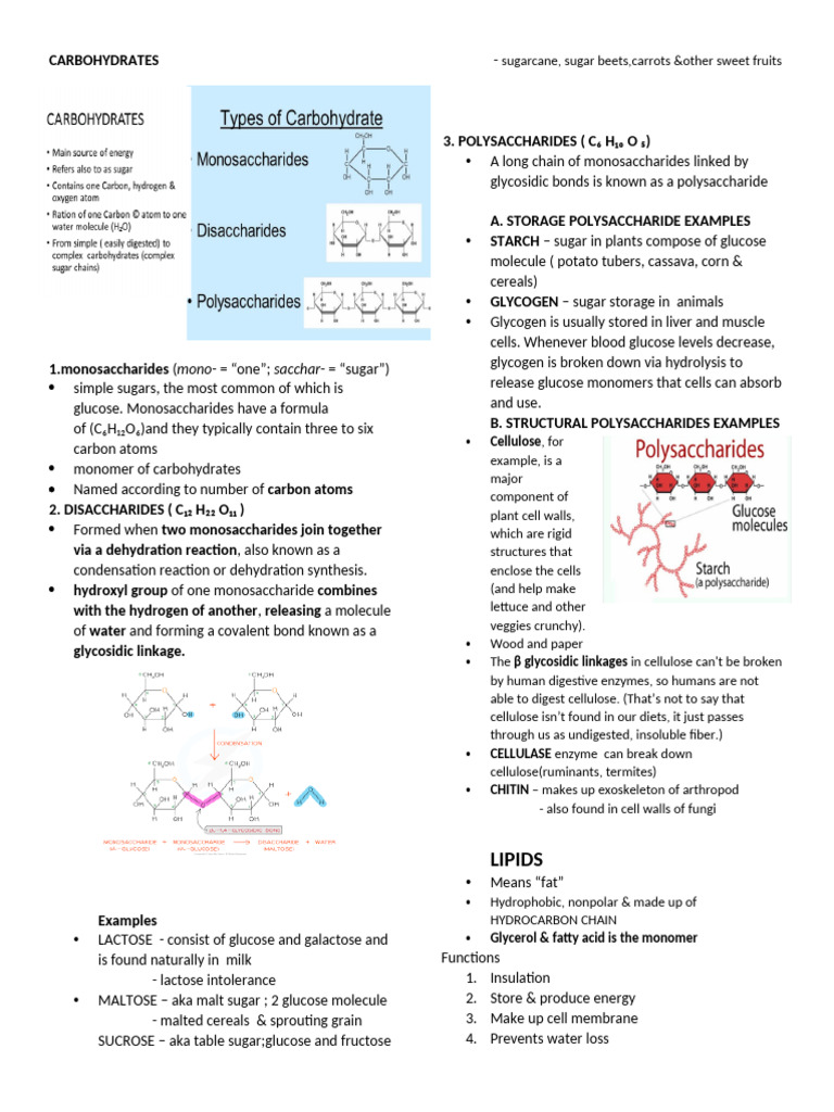 Macromolecules HAND OUTS Complete 2 | PDF | Rna | Carbohydrates