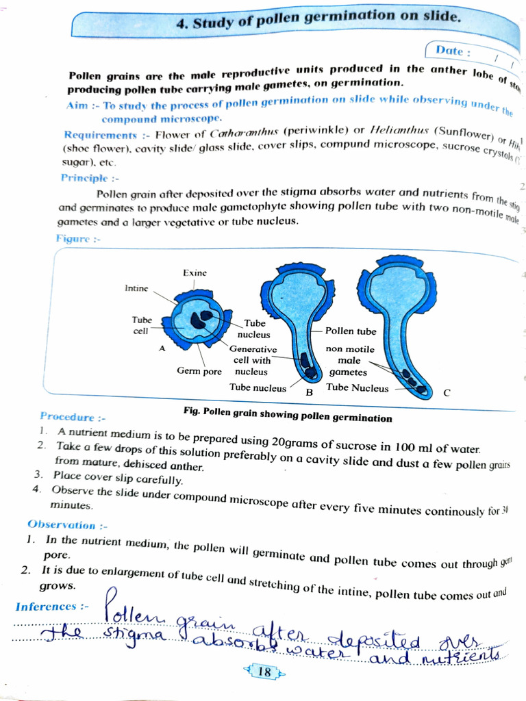 Practical -8 Pollen Germination | PDF | Pollen | Germination
