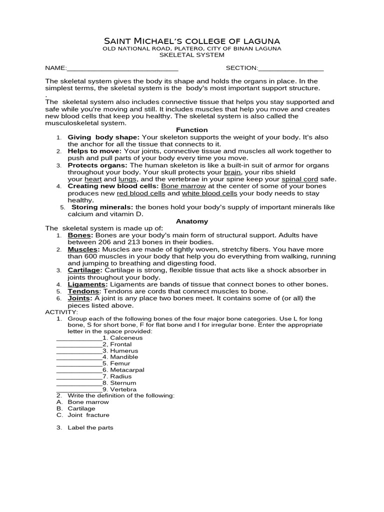 Skeletal System Pdf Skeleton Bone