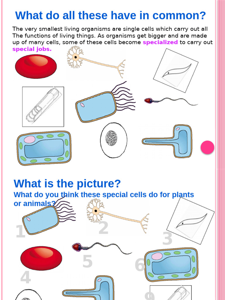 Specialised cells | PDF | Cell (Biology) | Tissue (Biology)