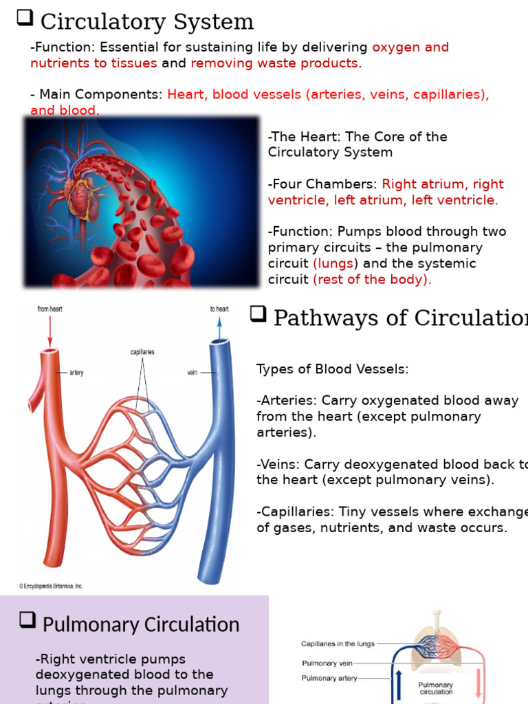 Circulatory System | PDF