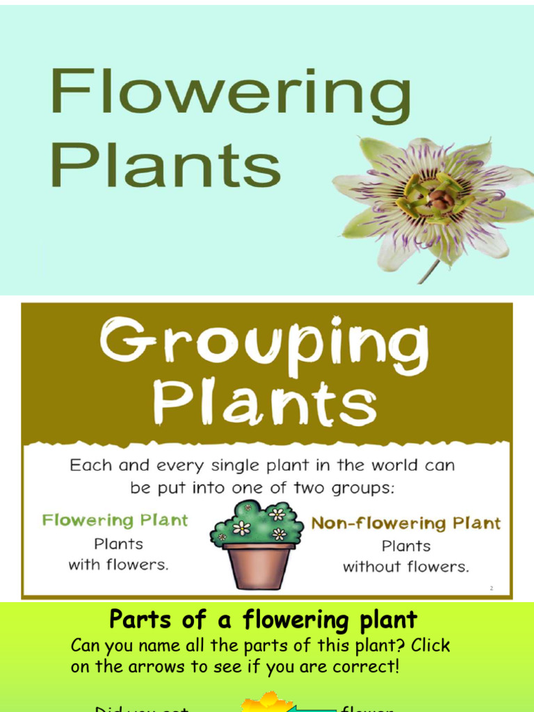 Flowering Plants-Science | PDF | Flowers | Petal