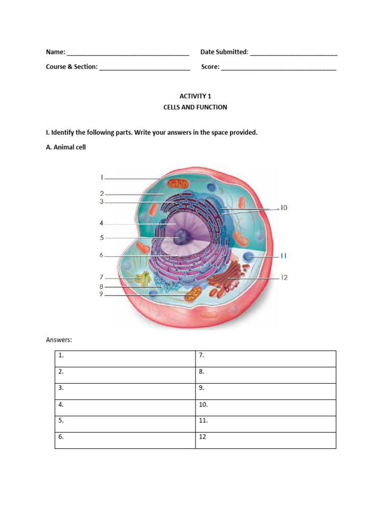 Activity1 Cells and Function | PDF