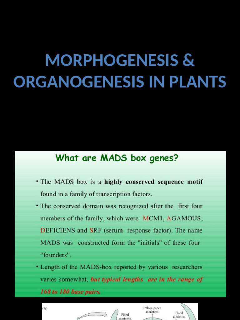 Morphogenesis & Organogenesis-Plants | PDF | Botany | Plants