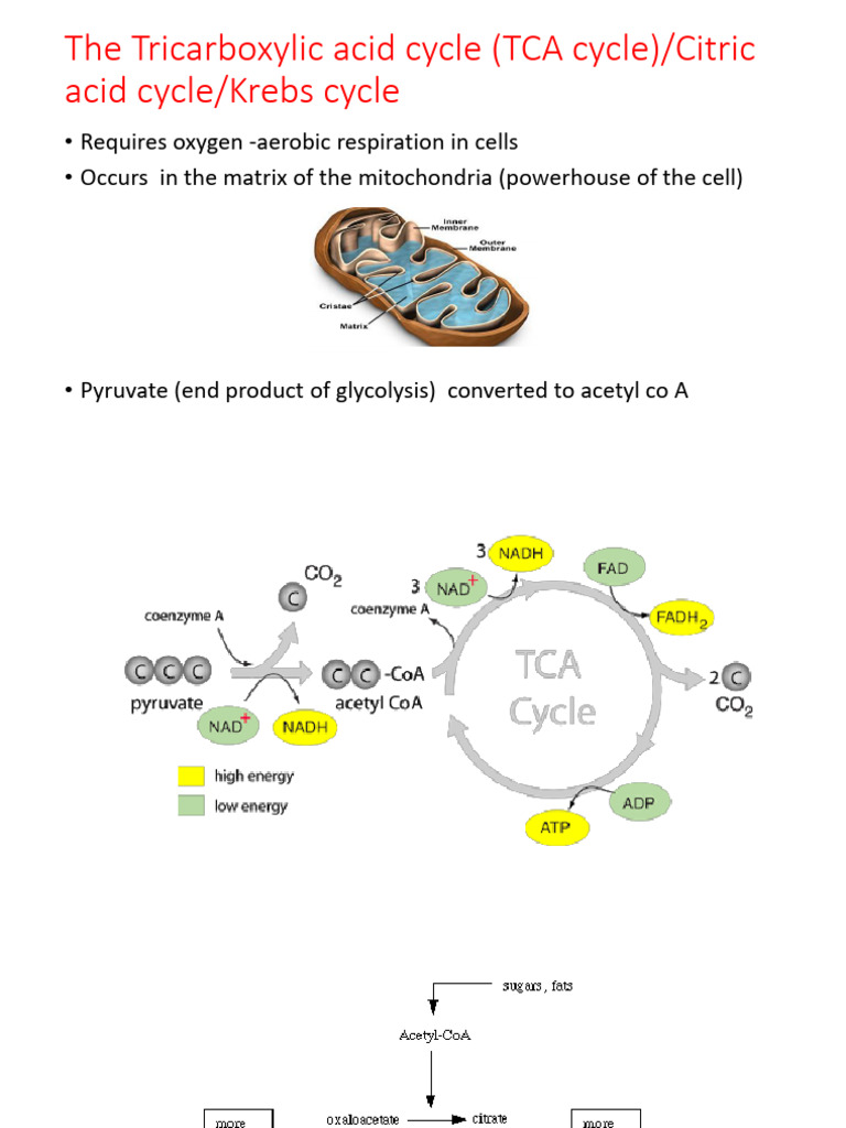 The Tricarboxylic Acid Cycle (TCA Cycle) | PDF | Diet & Nutrition | Chemistry