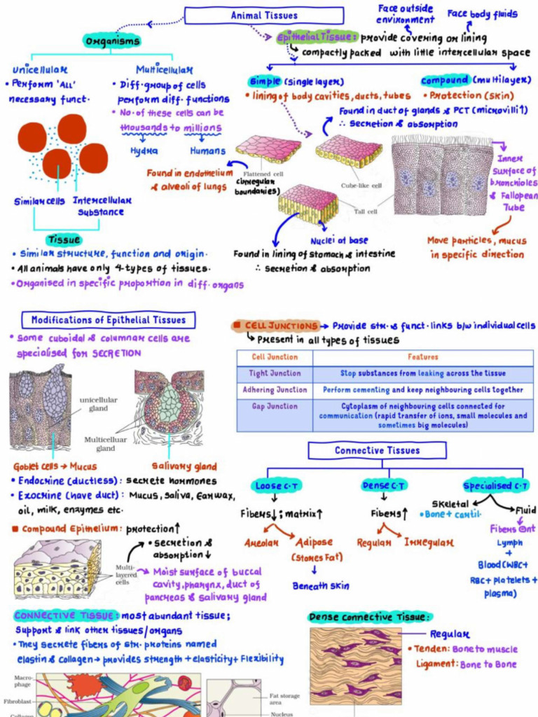 Structural Organization in Animals | PDF