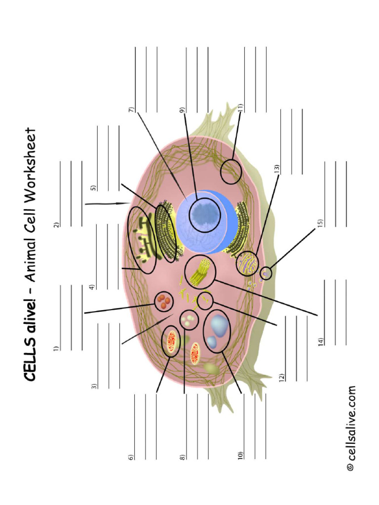 animal cells worksheet. | PDF