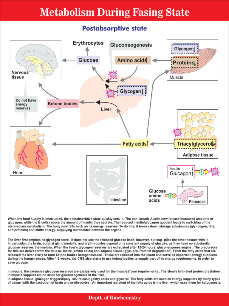 Metabolism During Fasting State | PDF | Glycogen | Glucose