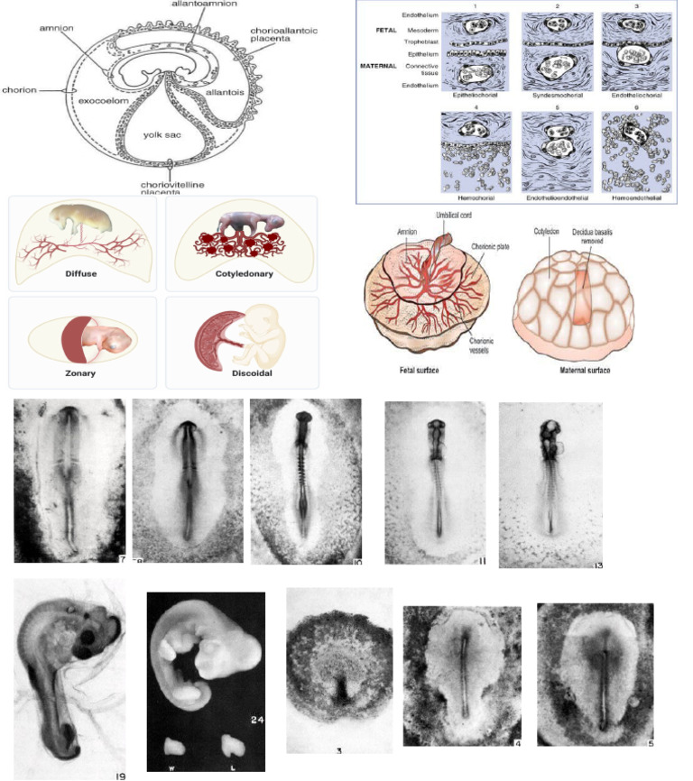 Dev. Biology | PDF