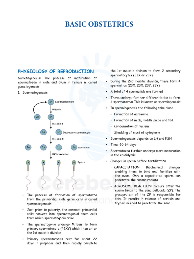 Cerebellum OBG | PDF | Placenta | Meiosis