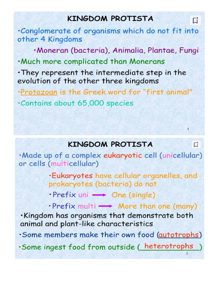 Grade 6 - Kingdom Protista | PDF