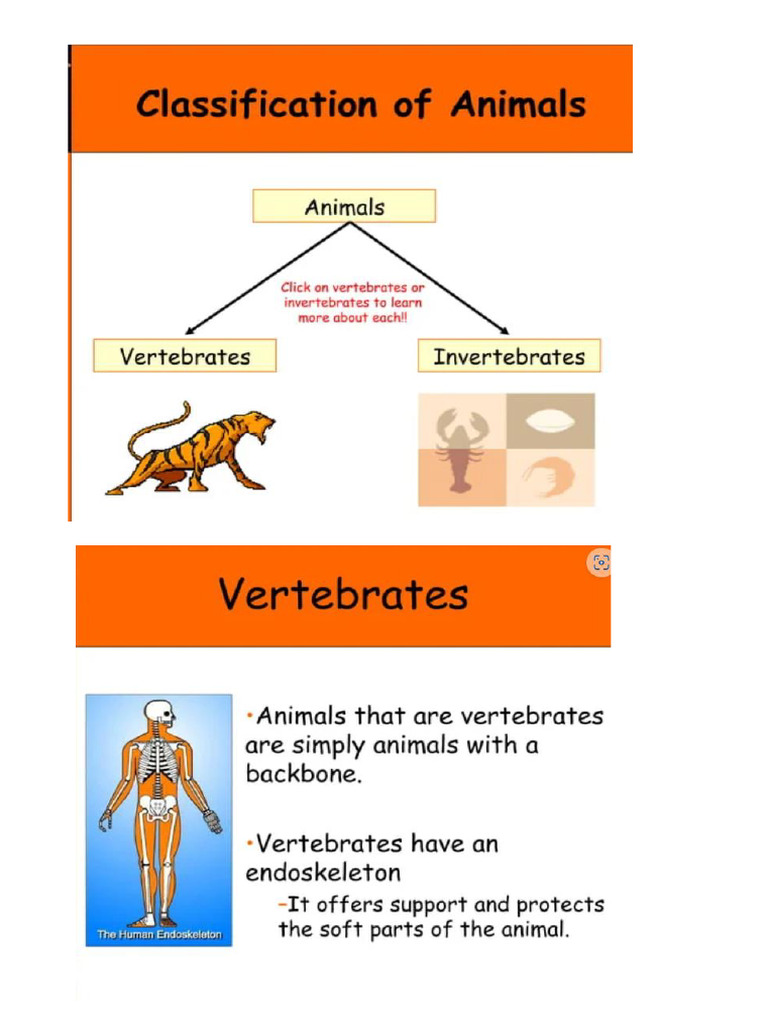 Grade 6 - Vertebrates and Invertebrates | PDF
