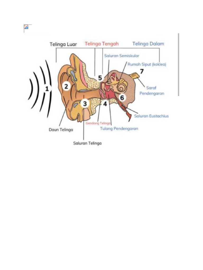 Gambar Telinga | PDF