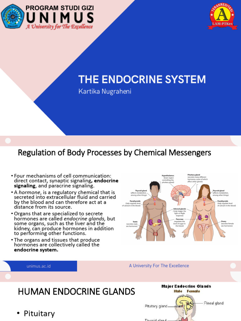 The Endocrine System | PDF | Endocrine System | Hormone