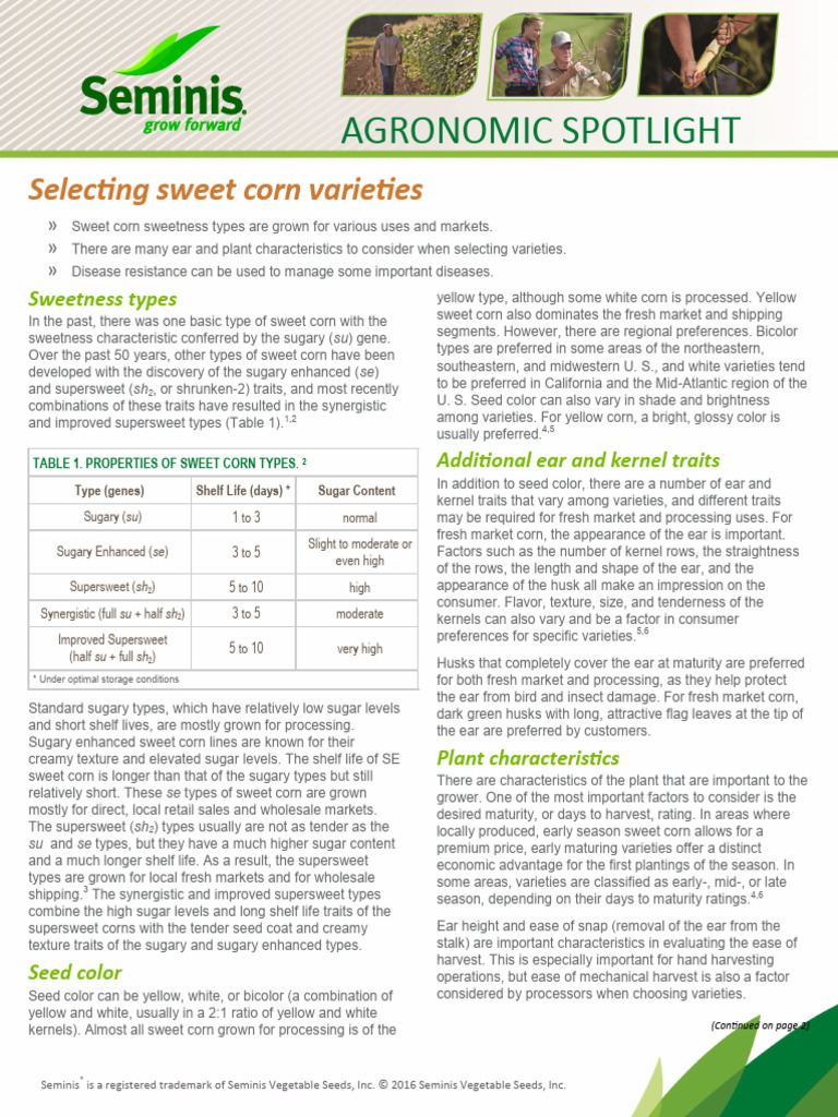 Selecting Sweet Corn Varieties Seminis | PDF | Maize | Botany