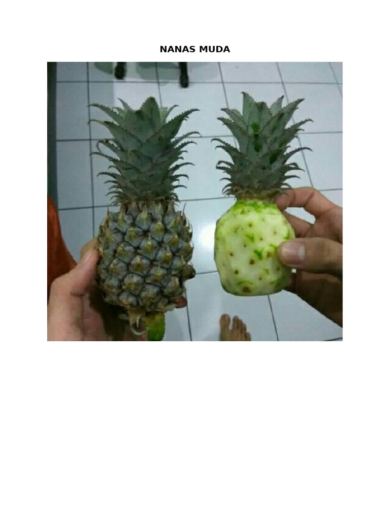 NANAS MUDA | PDF