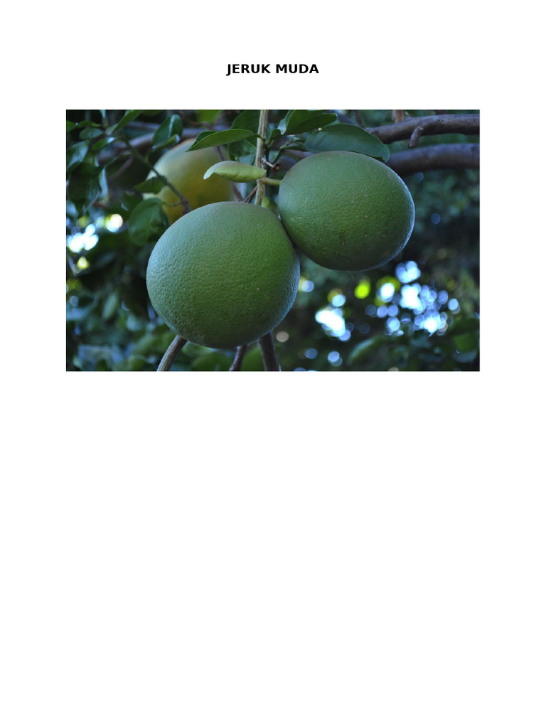 Jeruk Muda | PDF