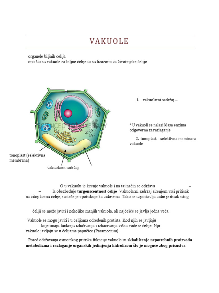 Vakuole | PDF