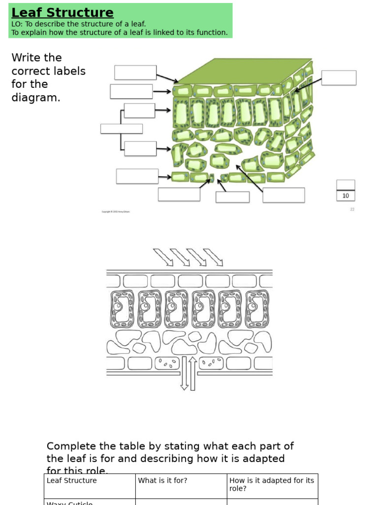 Leaf Structure | PDF | Leaf | Stoma