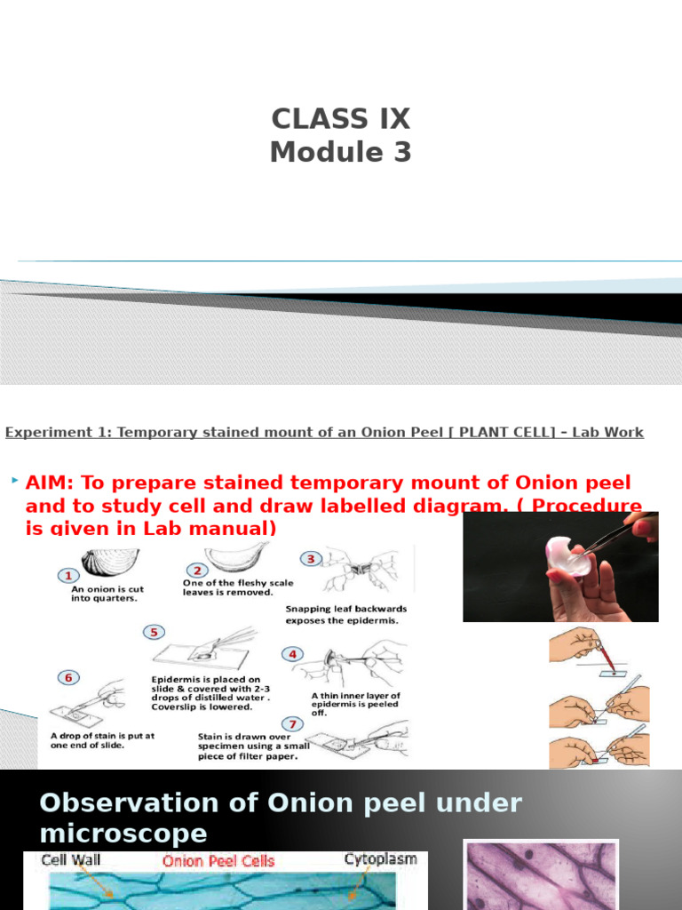 Class 9 Bio CELL Module 3 | PDF | Endoplasmic Reticulum | Mitochondrion