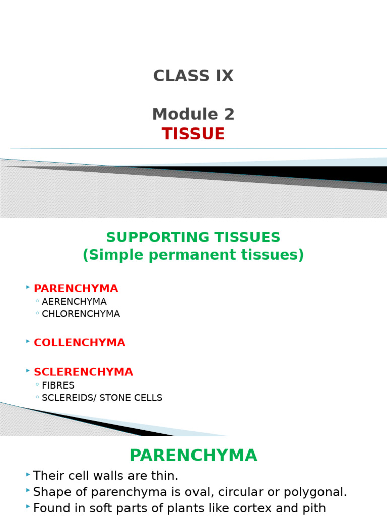 Class 9 Bio TISSUE Module 2 | PDF | Tissue (Biology) | Plant Morphology