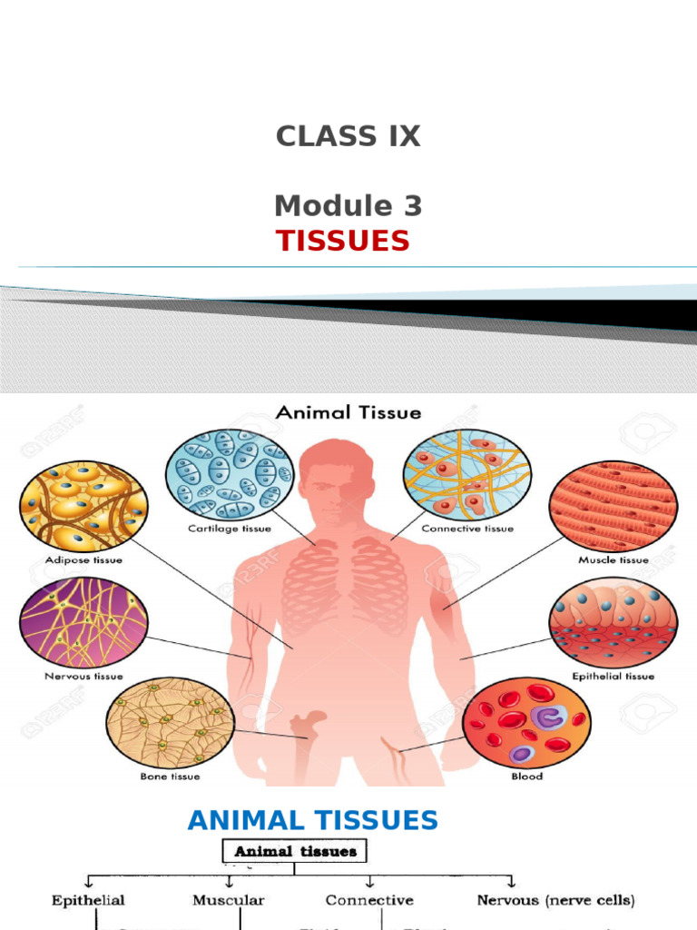 Animal Tissues Overview for Class IX | PDF | Epithelium | Nervous System