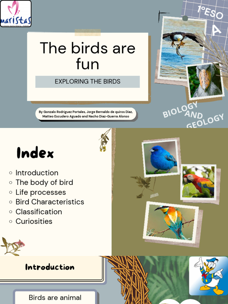Birds | PDF | Birds | Ornithology