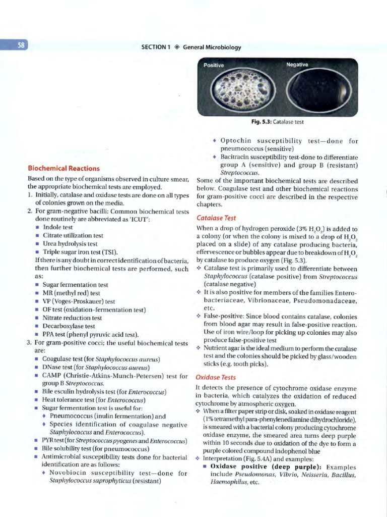 Biochemical Test List | PDF