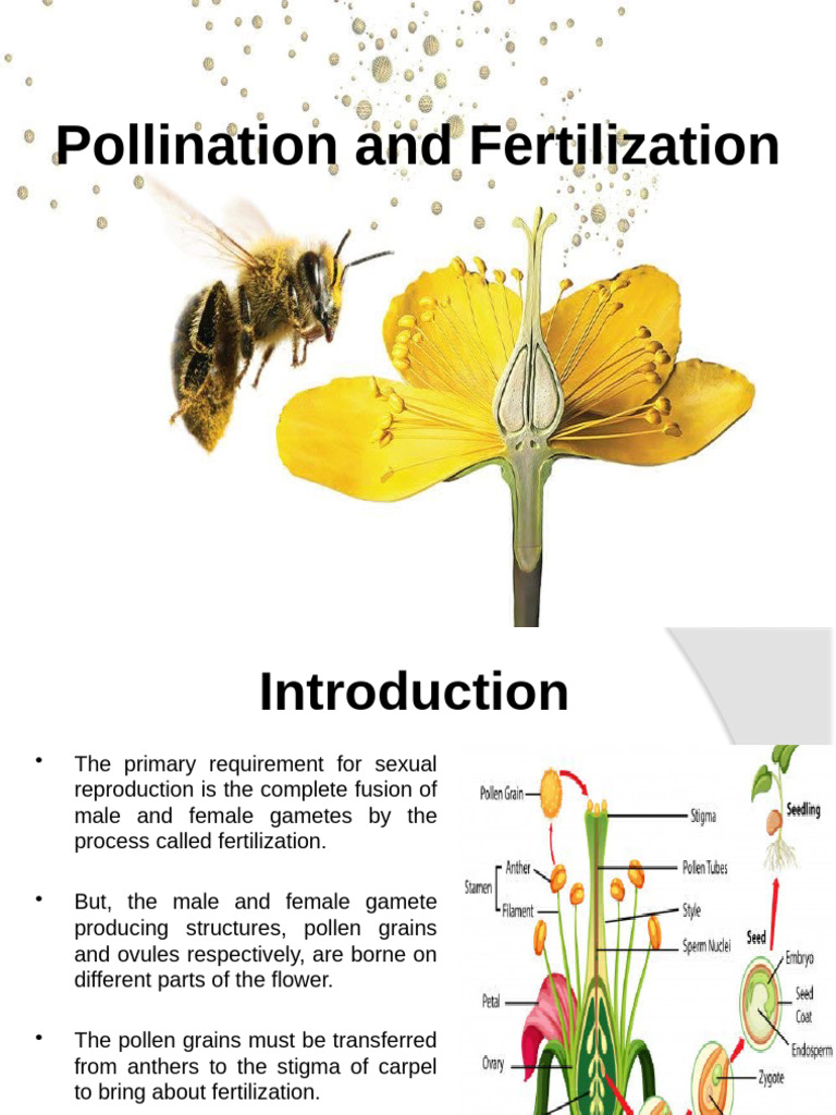 Pollination and Fertilization | PDF | Flowers | Pollination