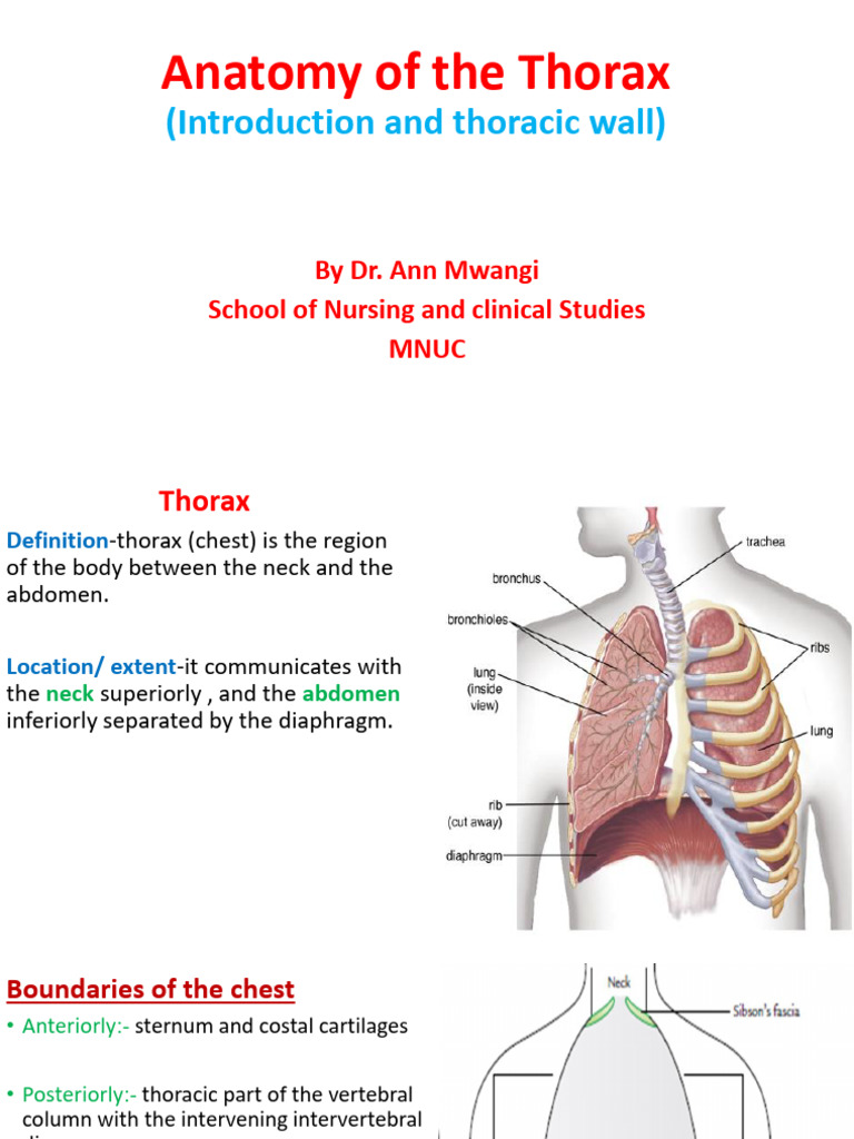 1.Anatomy of the Thorax-Introduction | PDF | Thorax | Skeletal System
